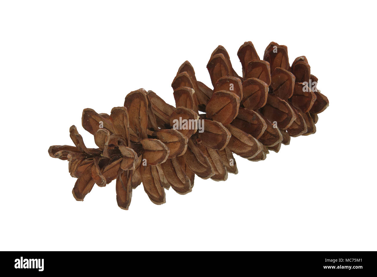 Pine cone isolated on a white background Stock Photo - Alamy