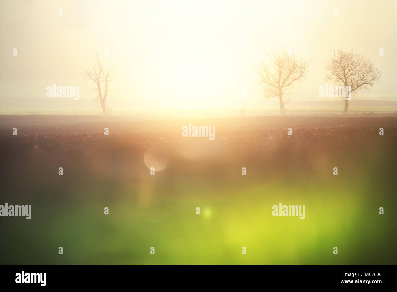 Misty green background hi-res stock photography and images - Alamy