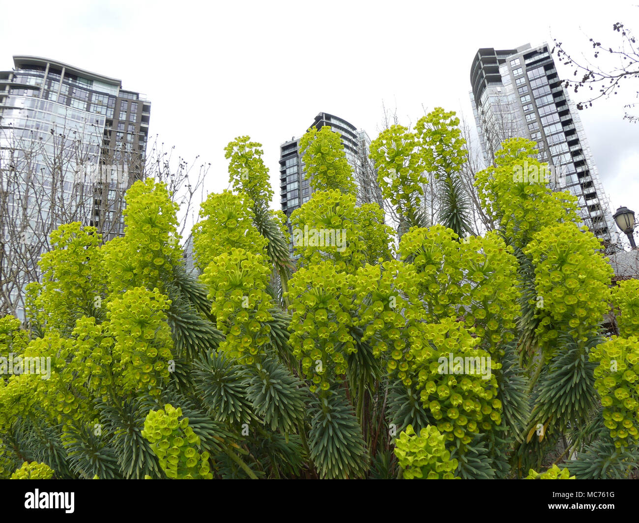 Concept green city highrise buildings plants Stock Photo - Alamy