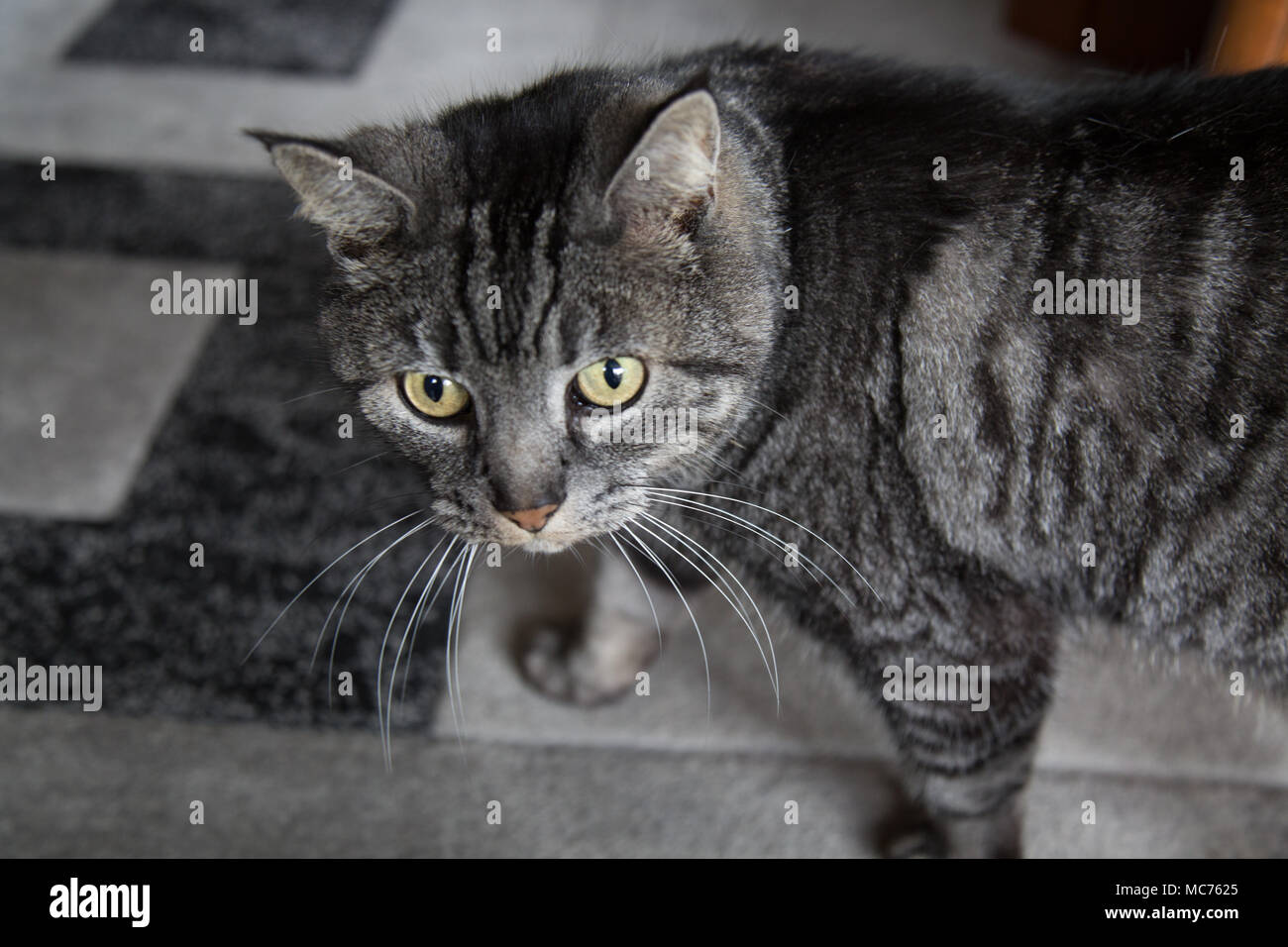Domestic grey cute cat hi-res stock photography and images - Alamy