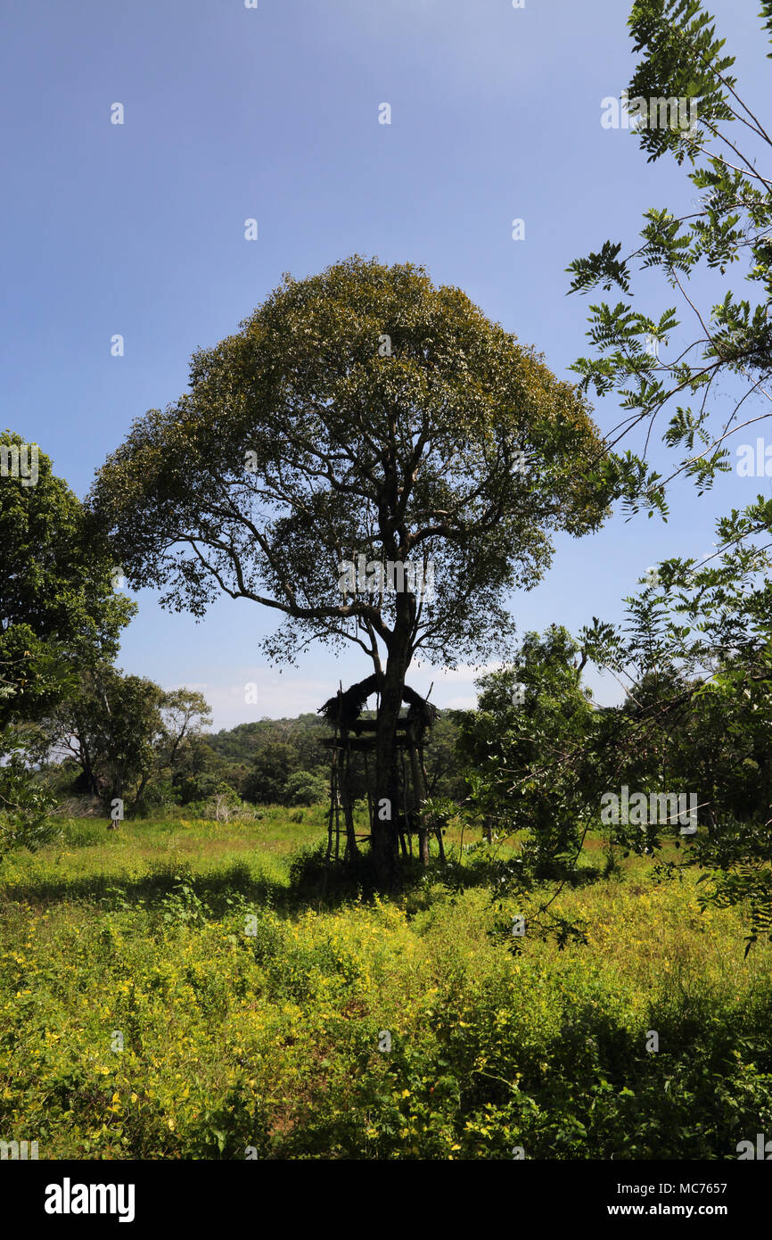 Giritale North Central Province Sri Lanka Giritale Wewa Landscape Near ...
