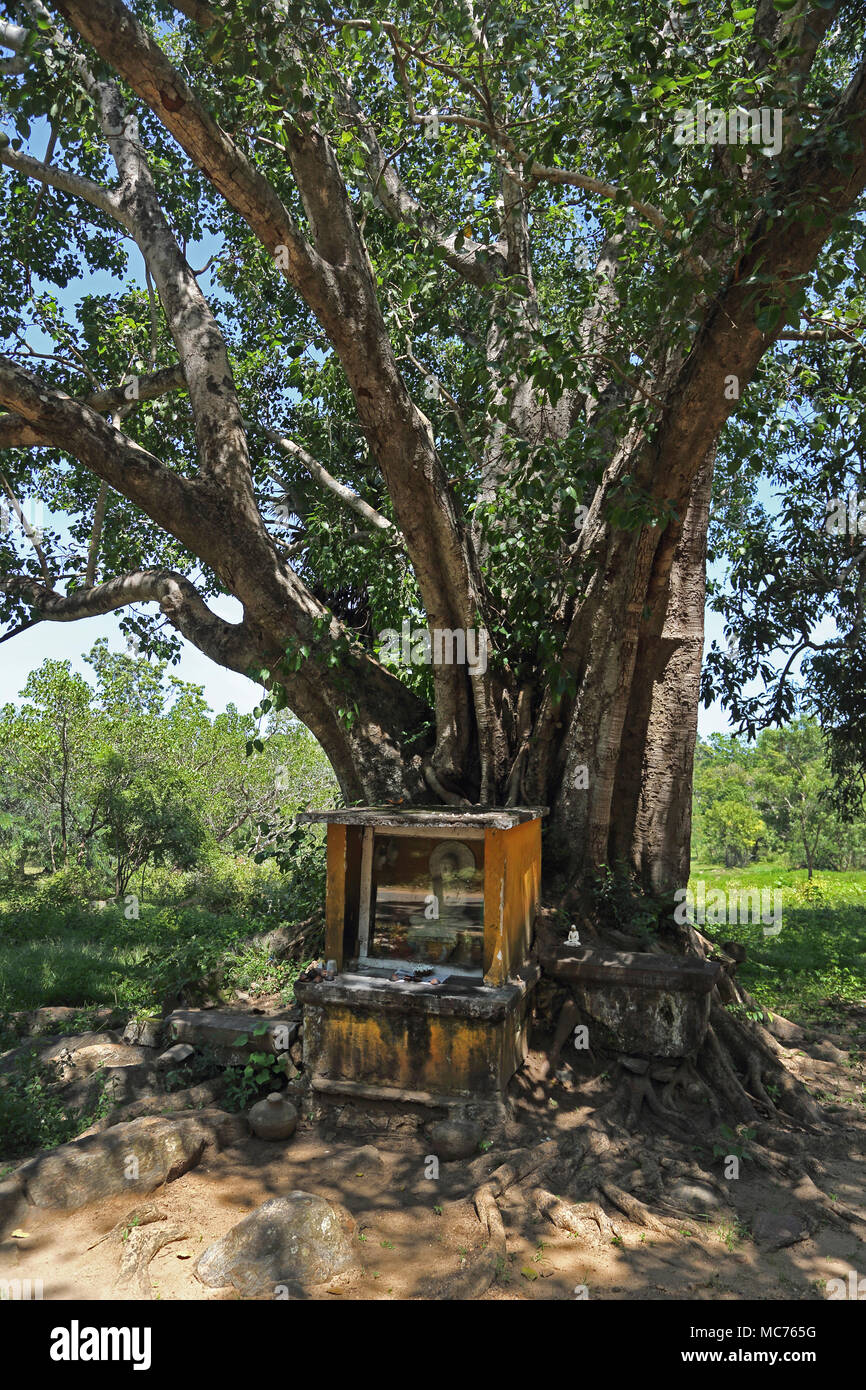 North Central Province Sri Lanka Road Toward Giritale Buddha Roadside ...