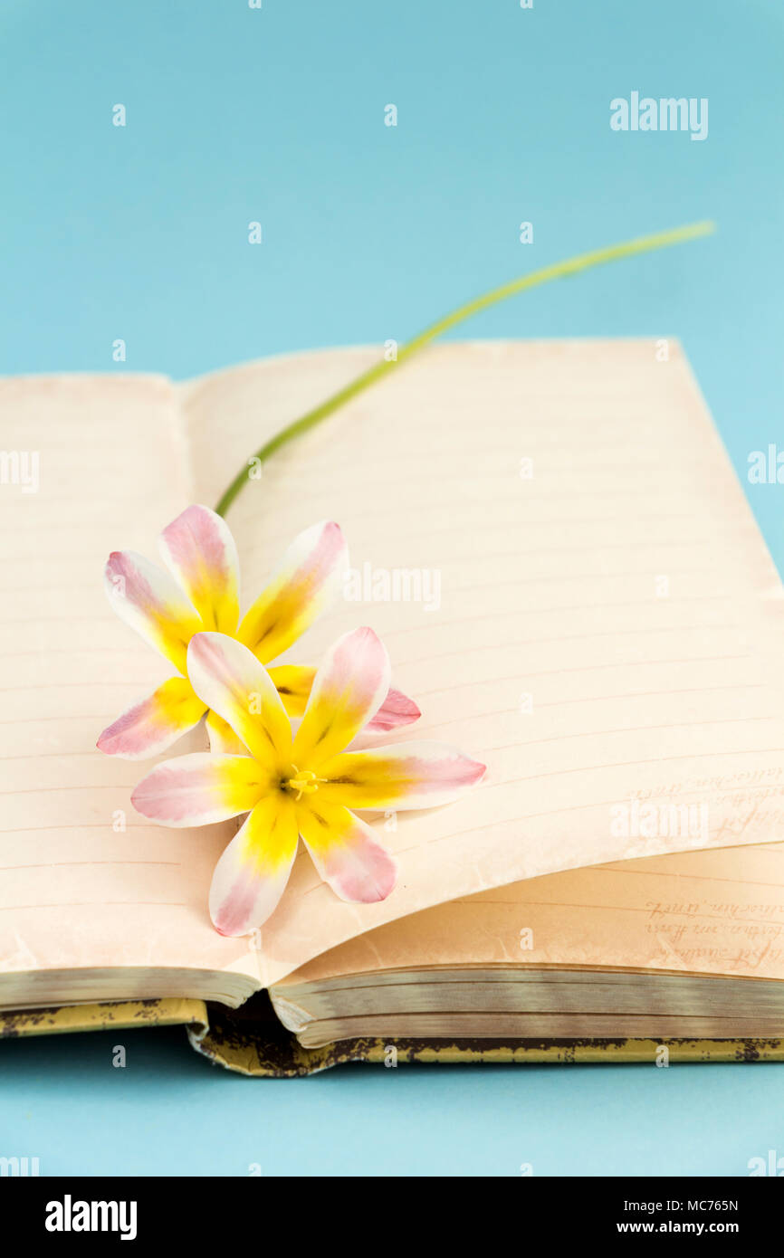Colorful spring flowers, with blank open diary for text, on light blue ...