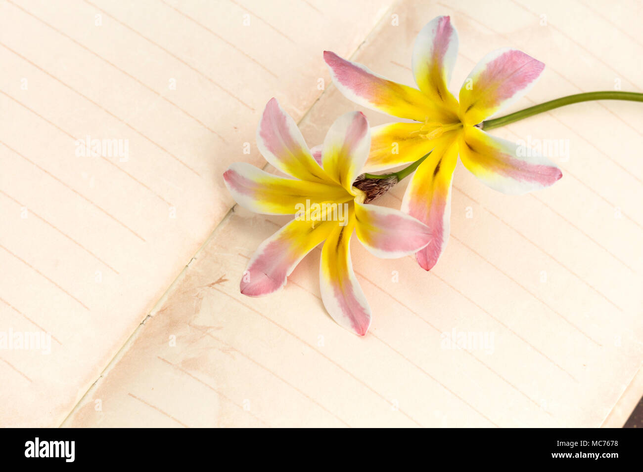 Colorful spring flowers, with blank open diary pages, closeup ...