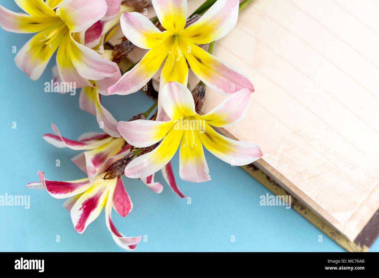 Colorful spring flowers, with blank open diary for text, on light blue ...