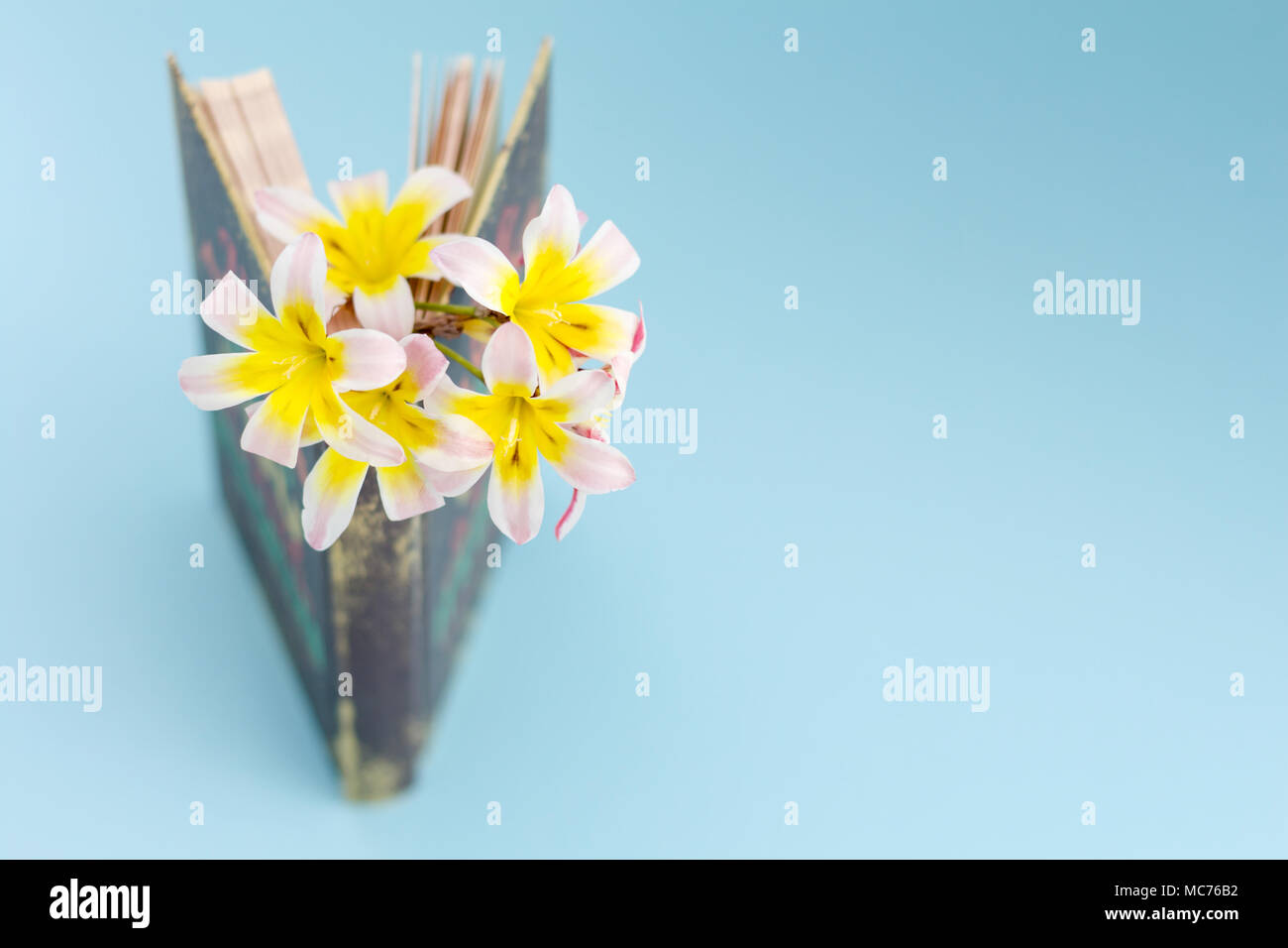 Colorful spring flowers, inbetween pages of standing and slightly ...