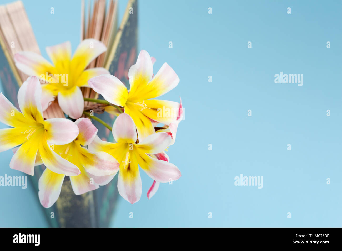 Colorful spring flowers, inbetween pages of standing and slightly ...