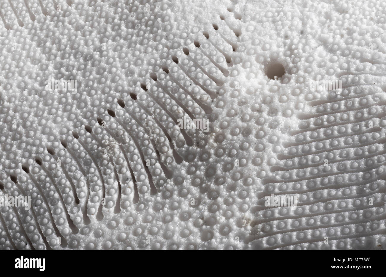 Sand dollar shell seen up close through a macro lens Stock Photo - Alamy
