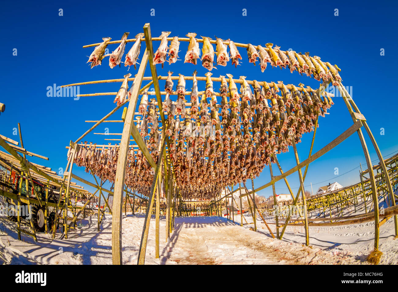Cod fish drying on flake hi-res stock photography and images - Alamy