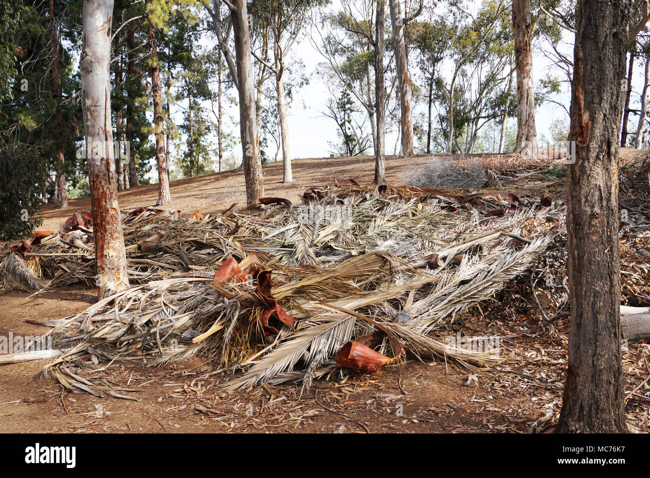 Dead Palm Fronds Stock Photo - Alamy