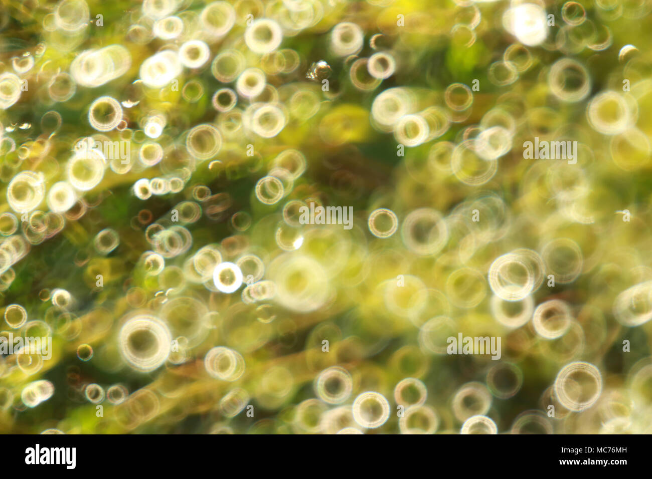 Flower shaped mirror hi-res stock photography and images - Alamy