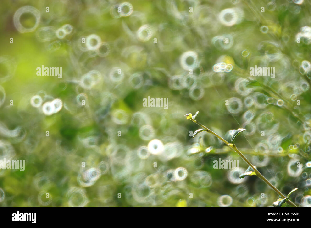 Leaves with a donut-shaped bokeh.The backdrop is a blur donut shaped bokeh Stock Photo - Alamy