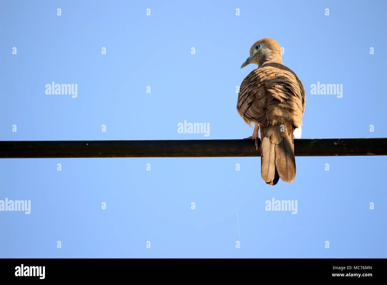White imperial pigeons hi-res stock photography and images - Alamy