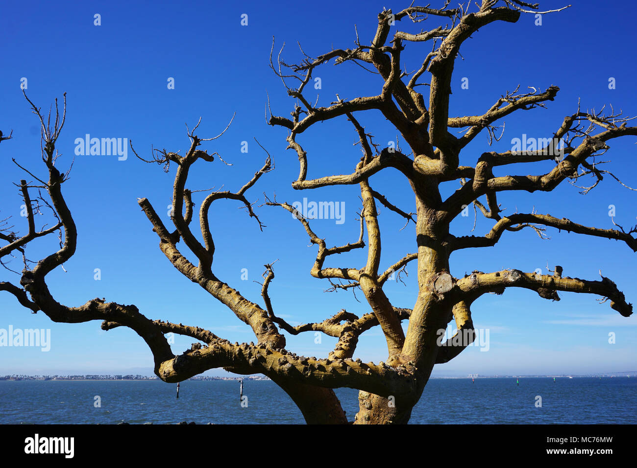 Gnarled limb hi-res stock photography and images - Alamy