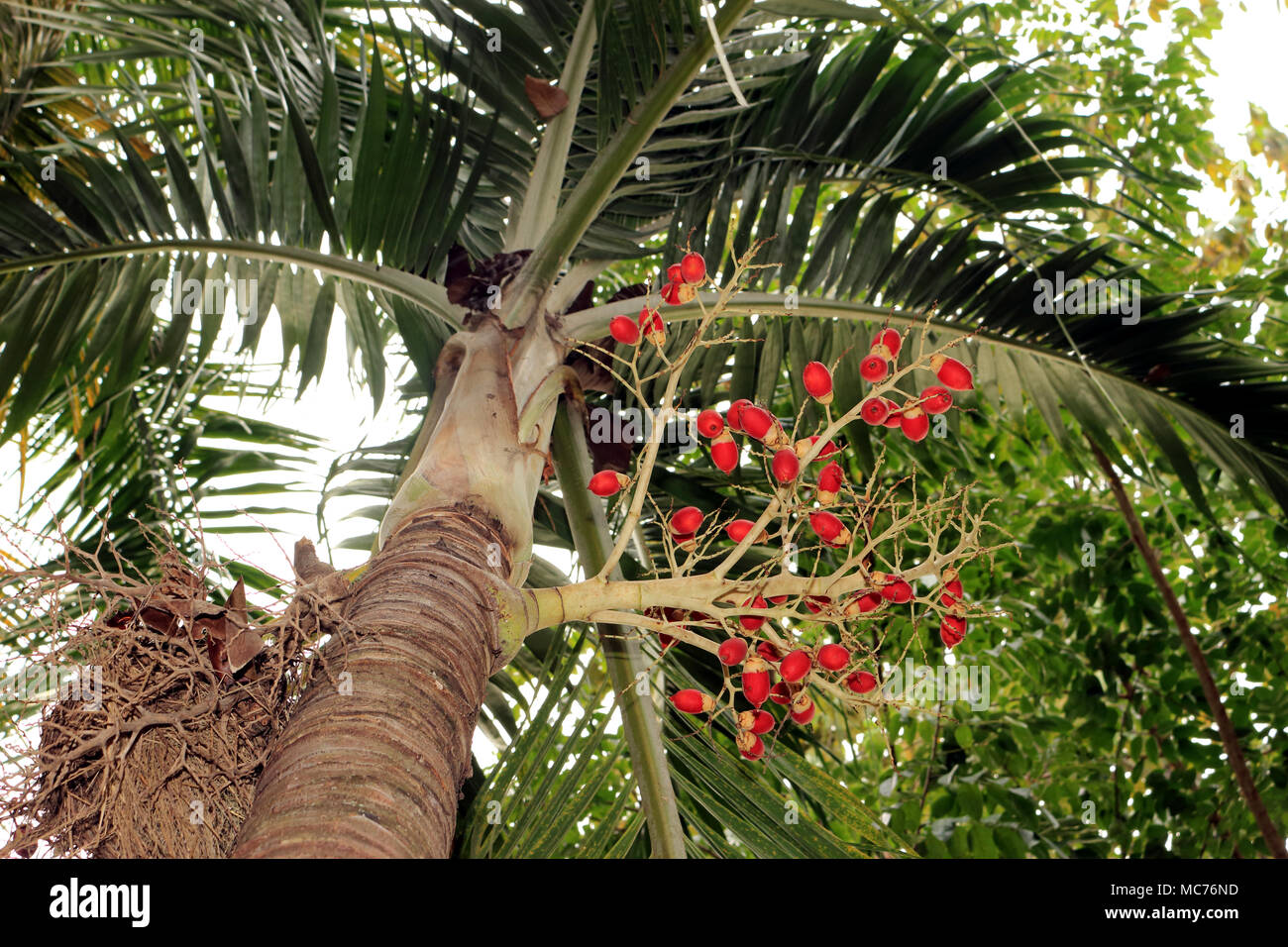The red palm is on its tree Stock Photo - Alamy