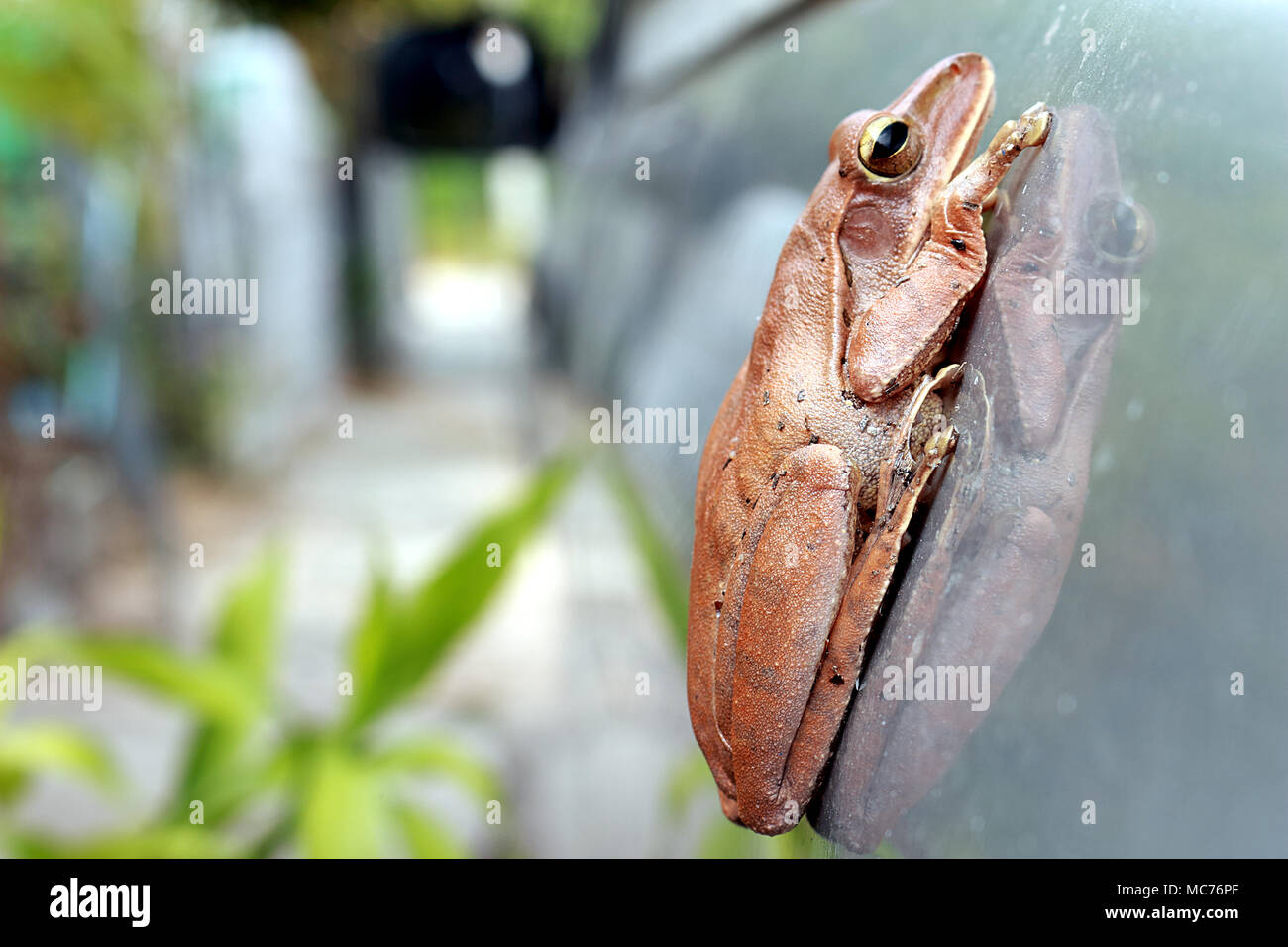 Brown frog on side of the car Stock Photo - Alamy