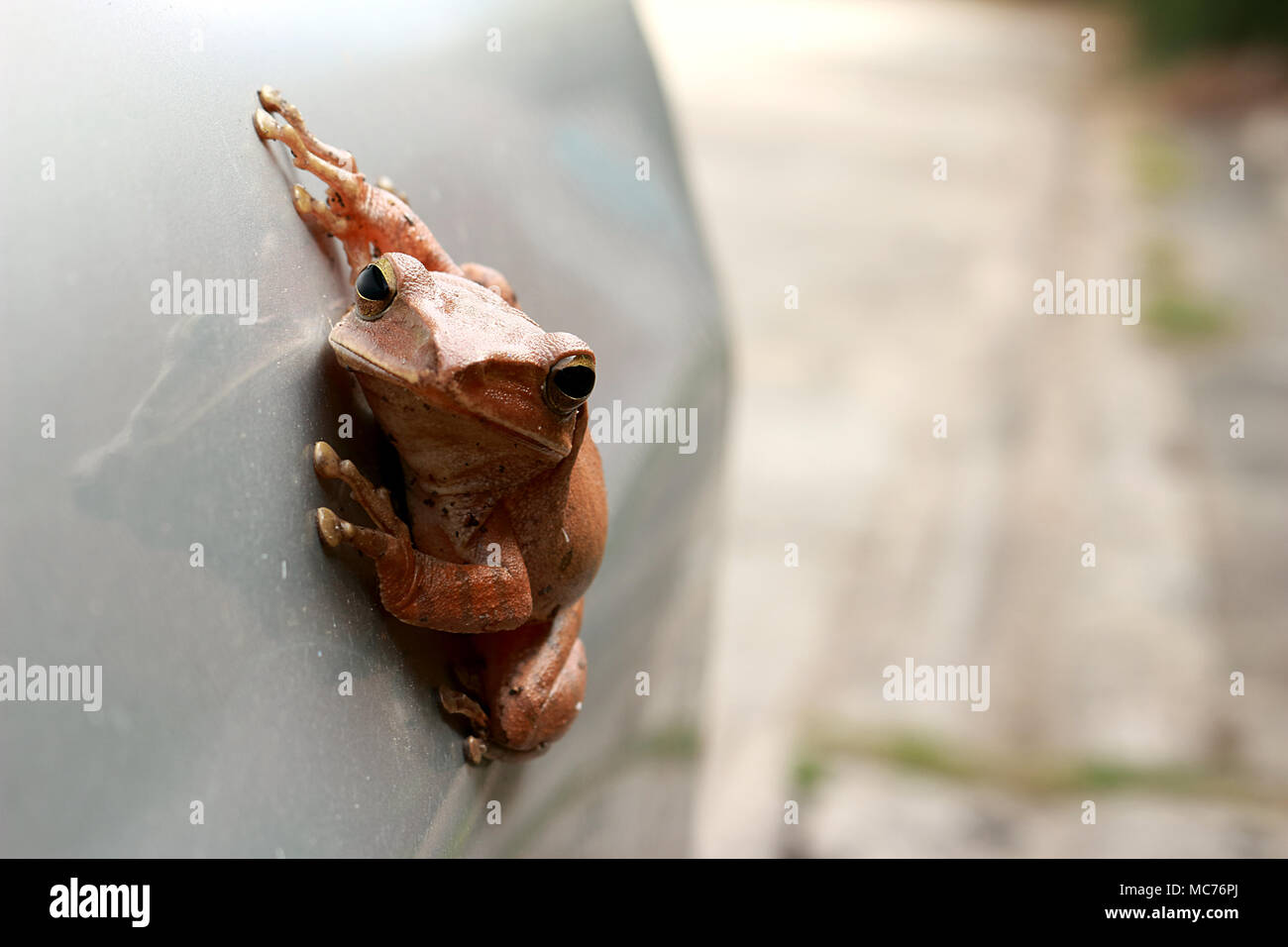 Brown frog on the side of the car Stock Photo - Alamy