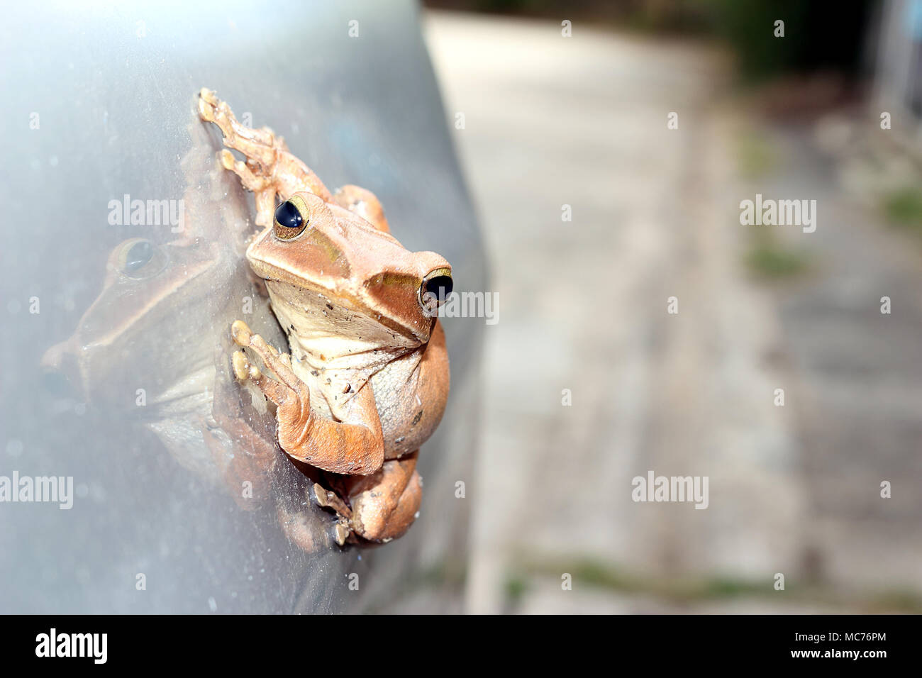 Brown frog on the side of the car Stock Photo - Alamy