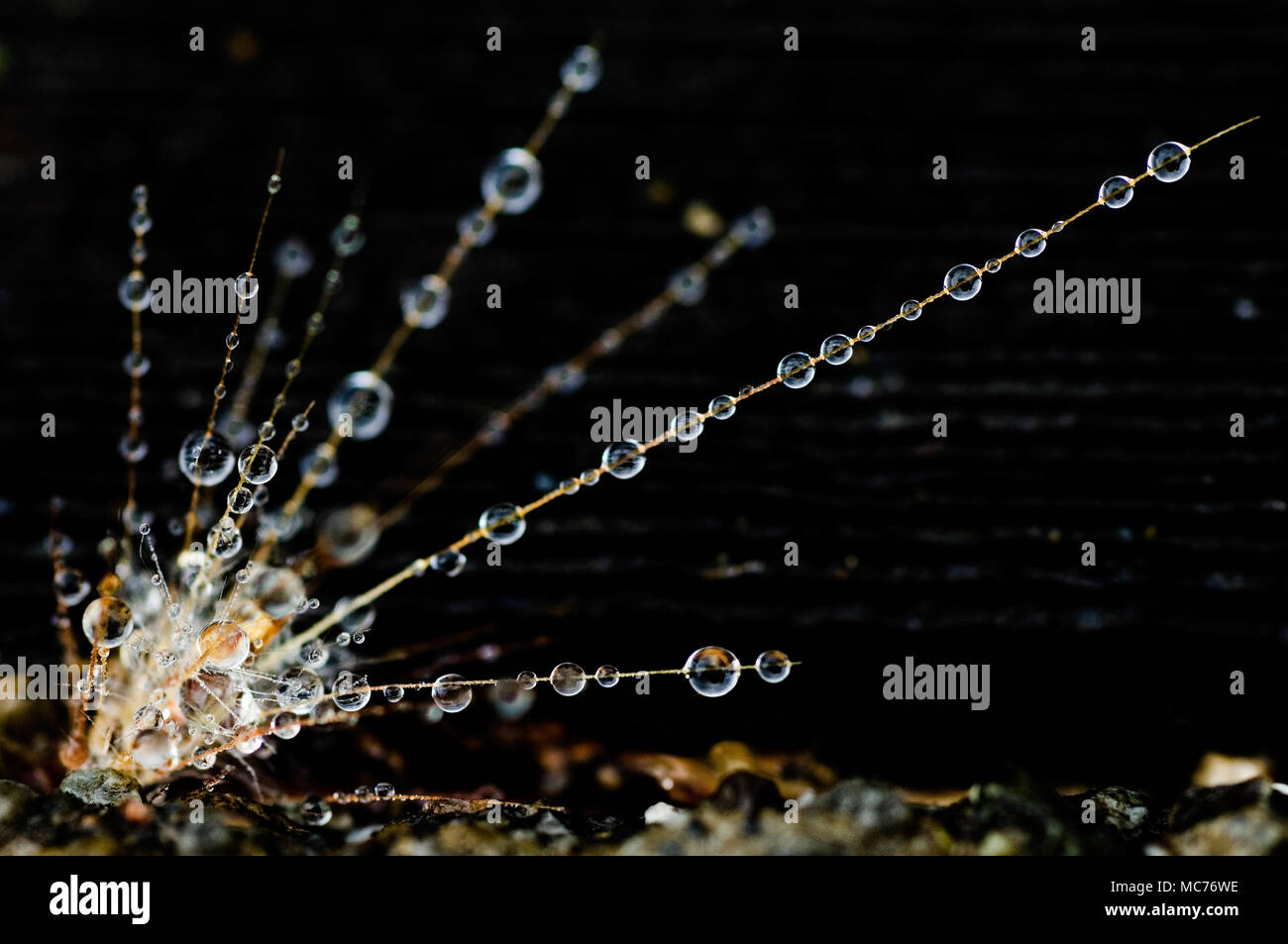 Dew drops line the blades of a weed Stock Photo - Alamy