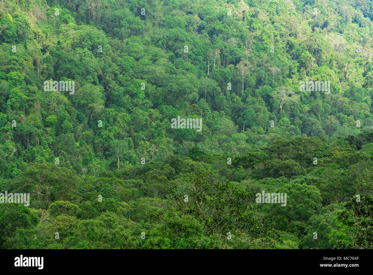 Beautiful tropical forest background . Ecosystem and healthy ...