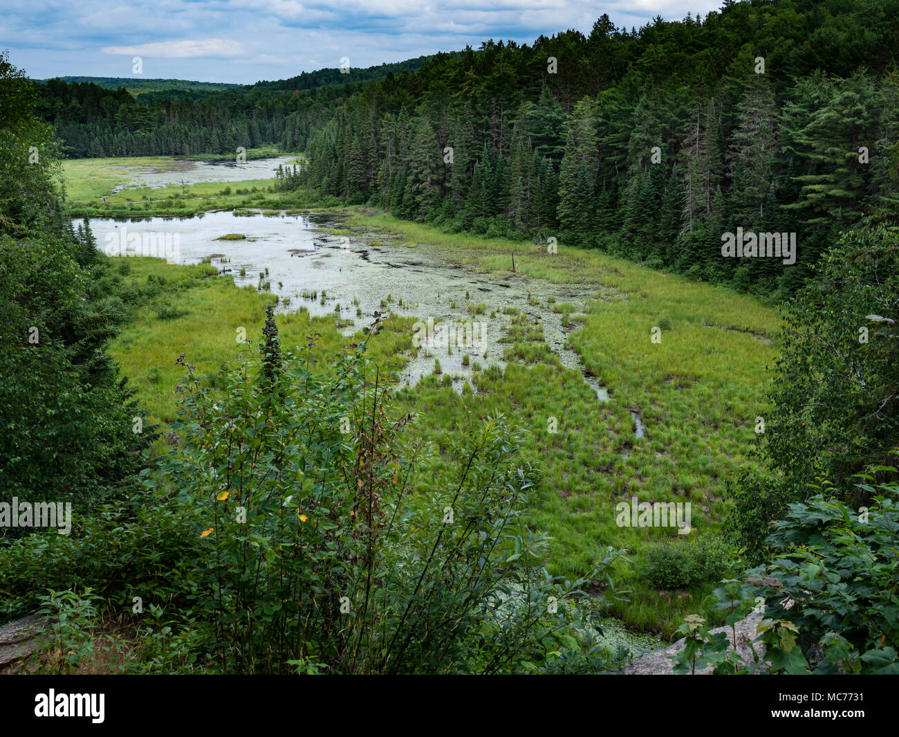 Beaver ponds, Beaver Pond Trail, Algonquin Provincial Park, Ontario ...