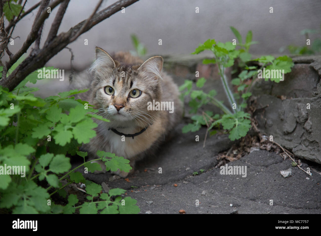 Cat outdoor bush asphalt cute facial expression Stock Photo - Alamy