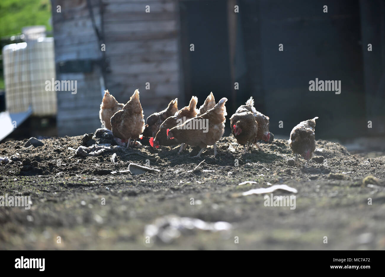 Conjunctivitis in birds hi-res stock photography and images - Alamy