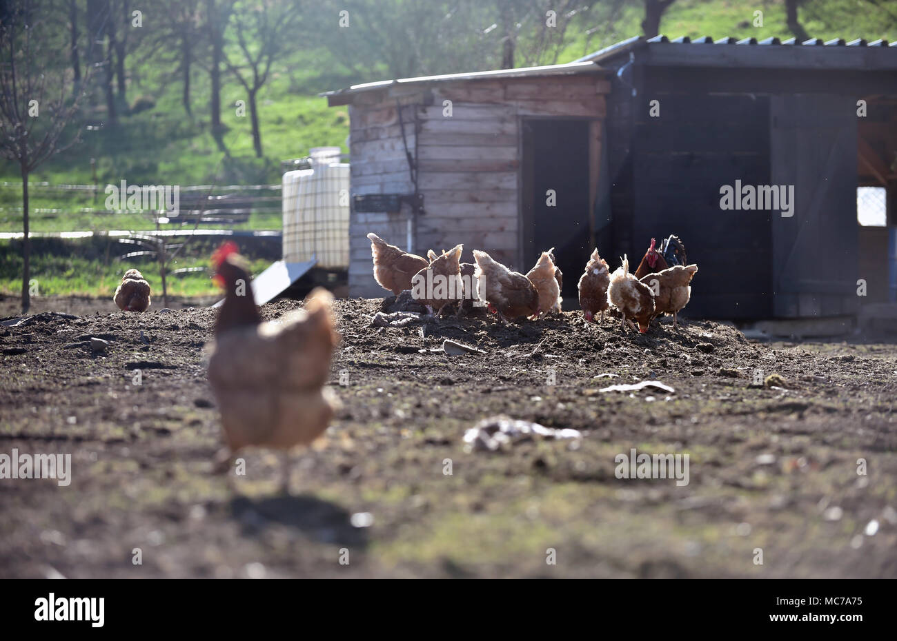 Conjunctivitis in birds hi-res stock photography and images - Alamy
