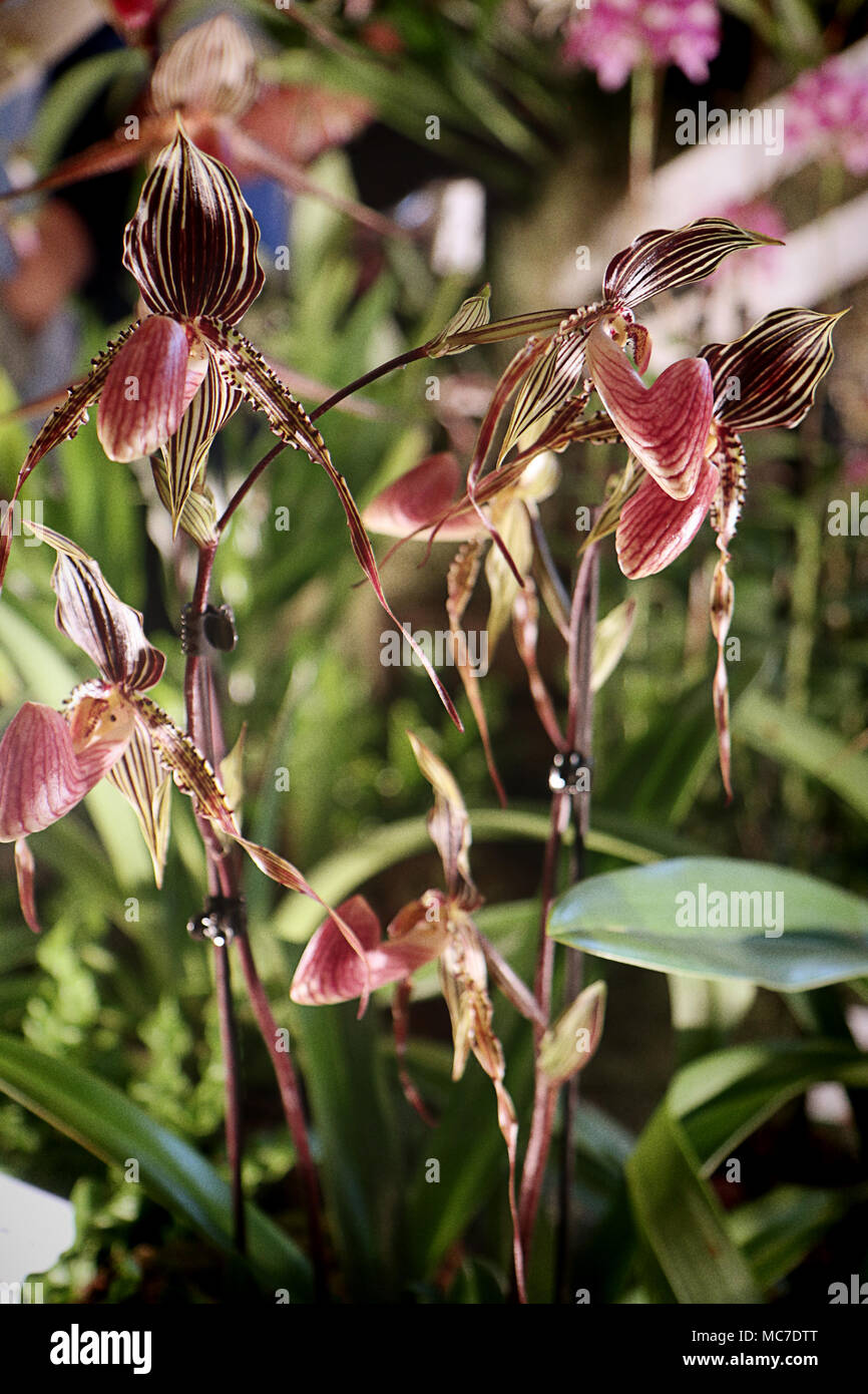 Orchid exhibition hi-res stock photography and images - Alamy