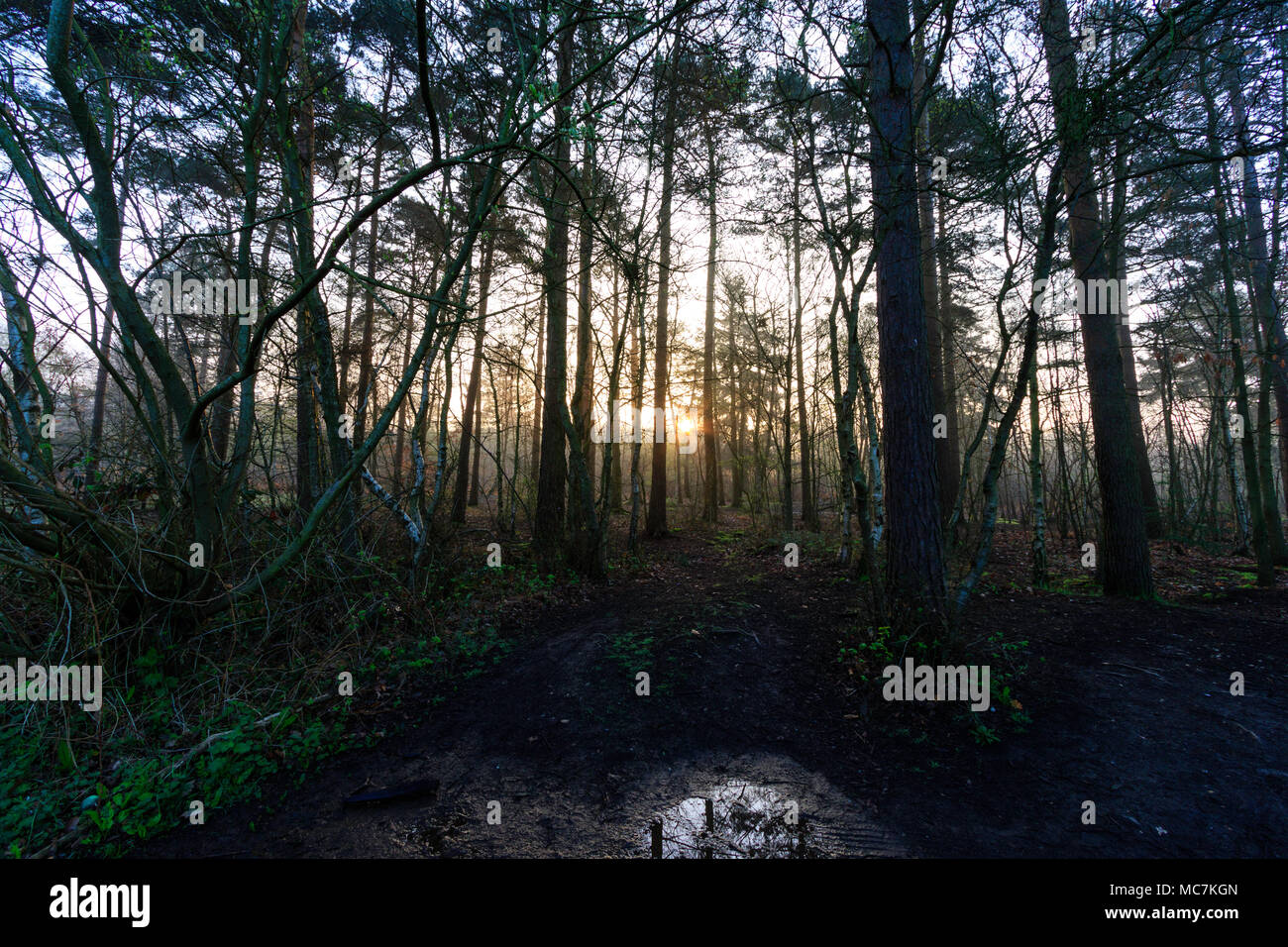 England, Blean woods. Sunrise in woodland. Trees silhouetted against ...