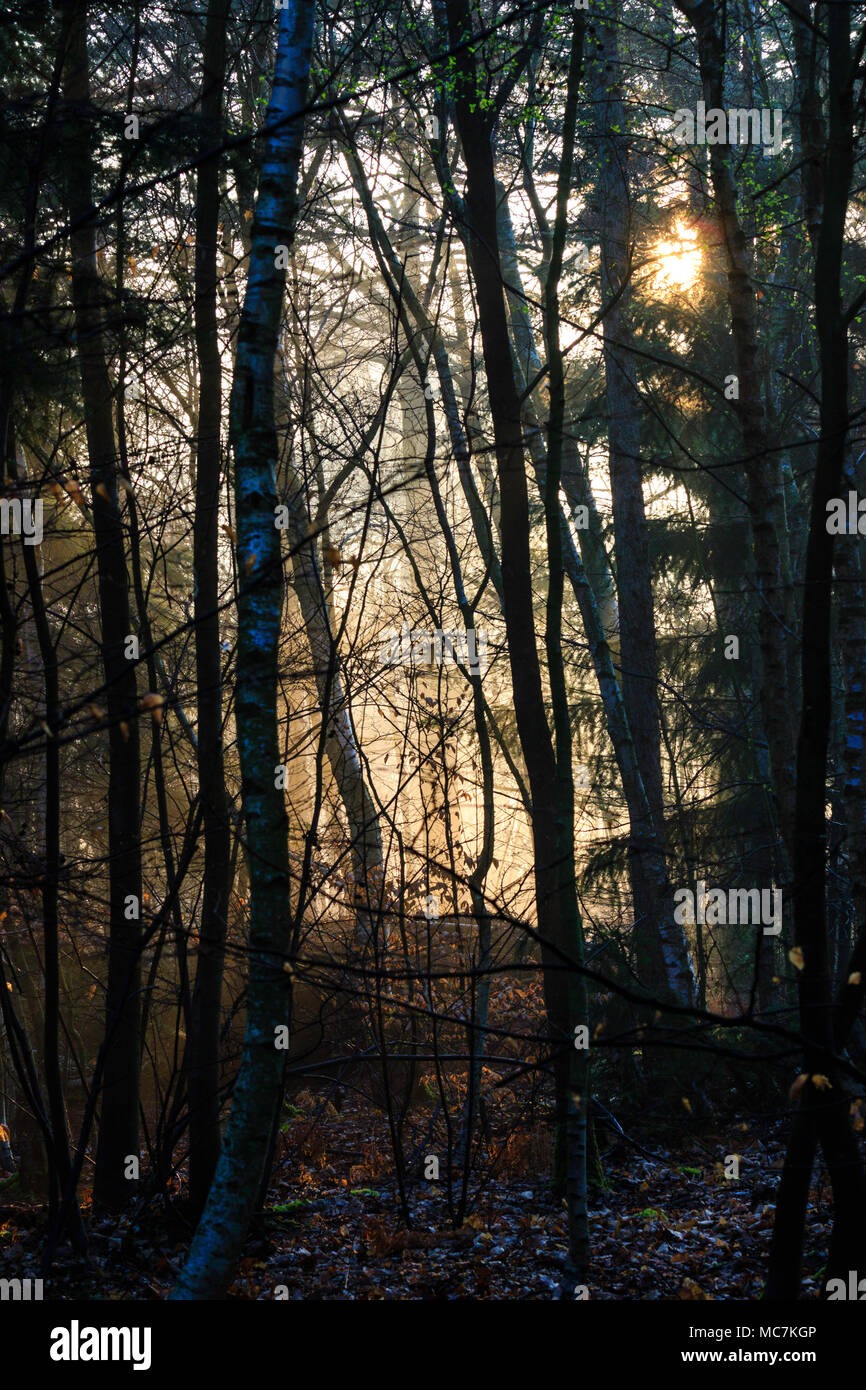 England, Blean woods. Woodland in the mist, fog at dawn during first ...