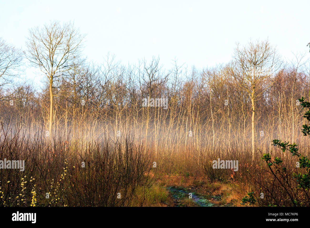 England, Canterbury. Blean woods. Bare trees in early morning with ...