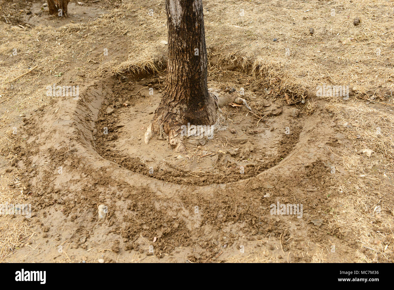 Ridges to stop water runoff when watering are formed early in the ...