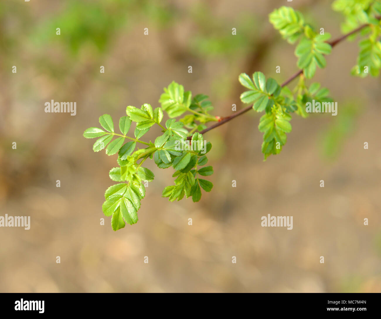 Leaflet tip hi-res stock photography and images - Alamy