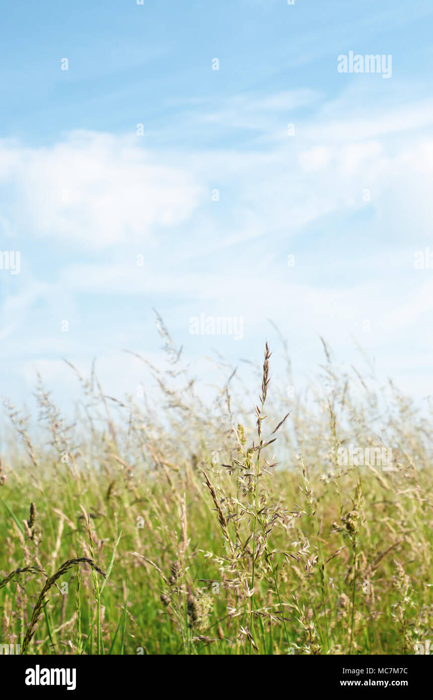 A field of wild grasses bending in light Summer breeze with bright blue ...