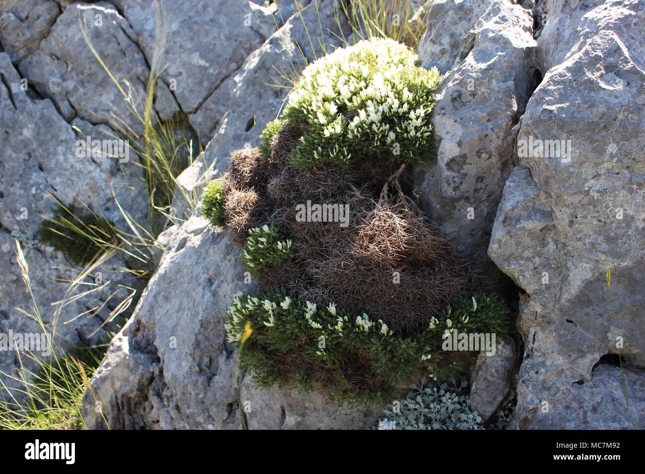 Plant astragalus genus hi-res stock photography and images - Alamy