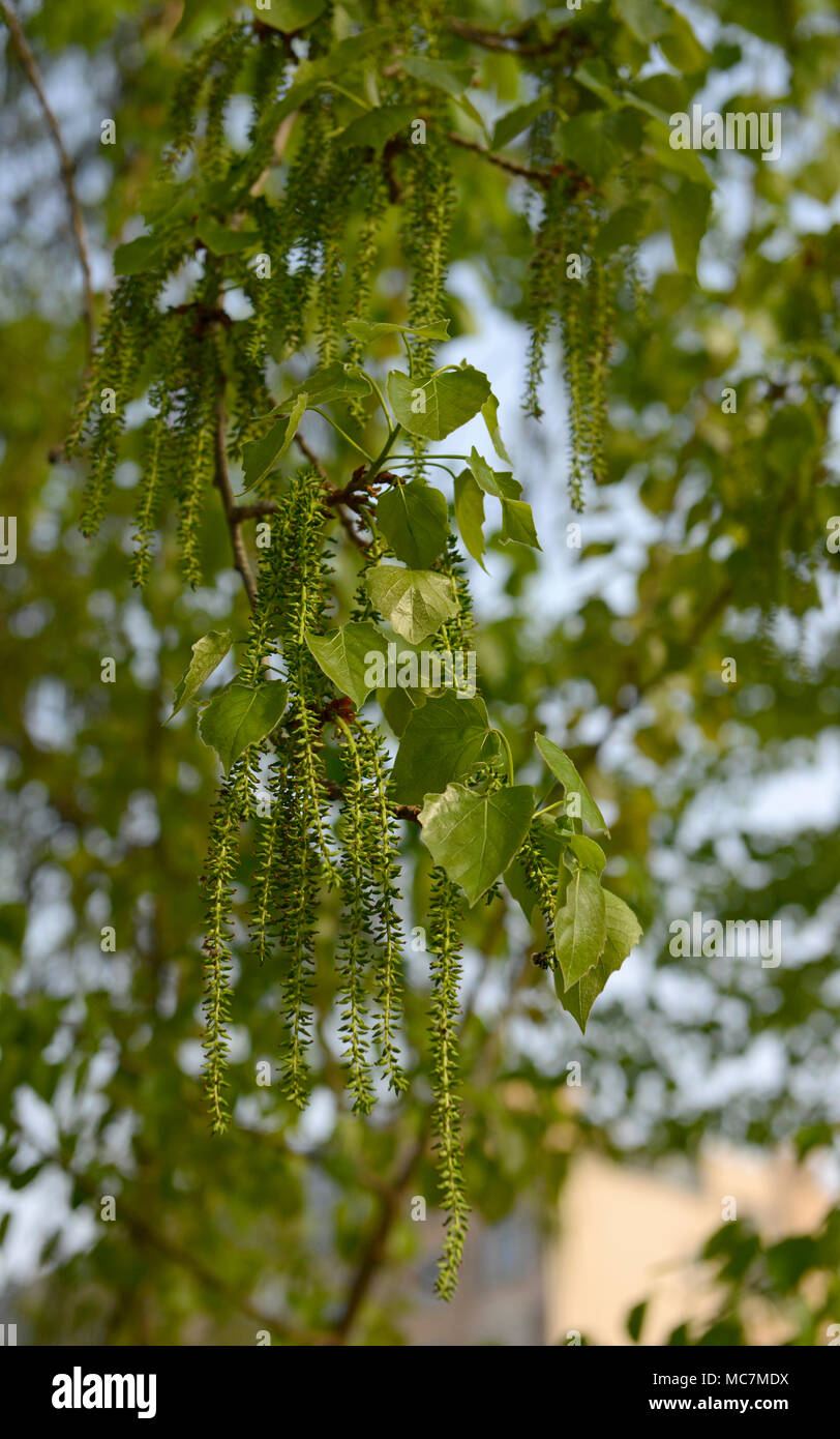 Catkins hang from tree in hi-res stock photography and images - Alamy