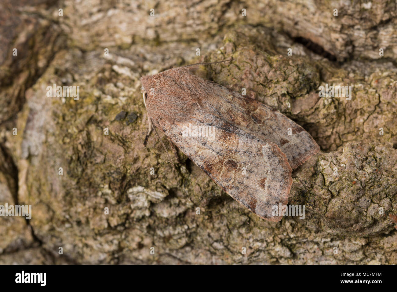 Variable Kätzcheneule, Violettgraue Frühlingseule, Orthosia incerta ...