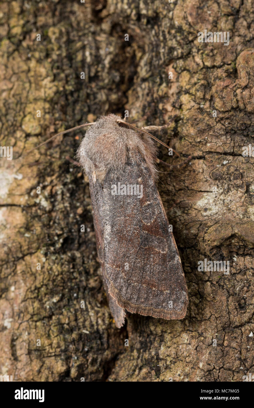 Clouded drab moth hi-res stock photography and images - Alamy
