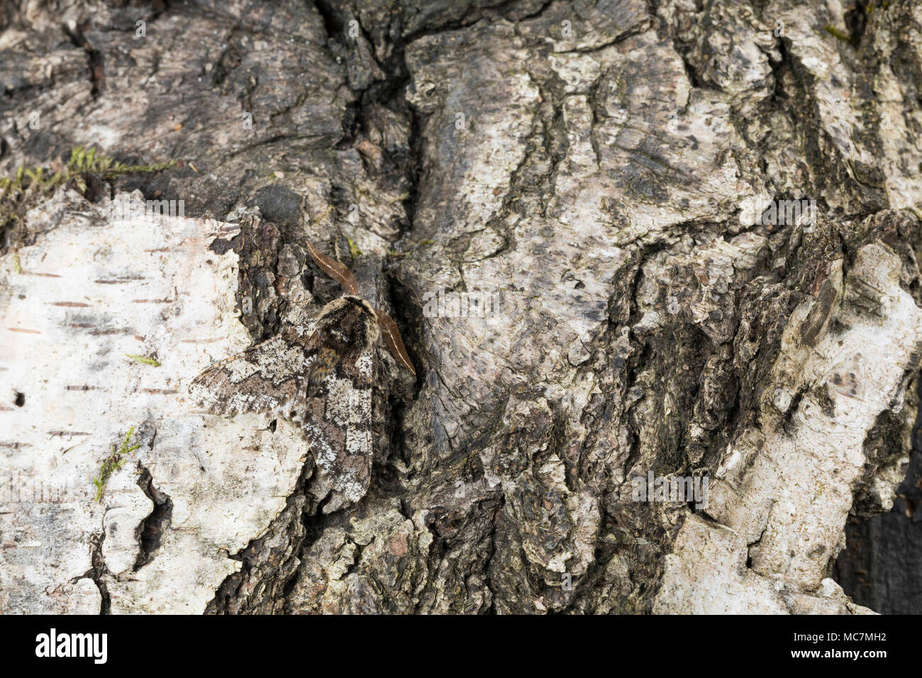 Pappel-Dickleibspanner, Pappeldickleibspanner, Pappelspanner, perfekte ...