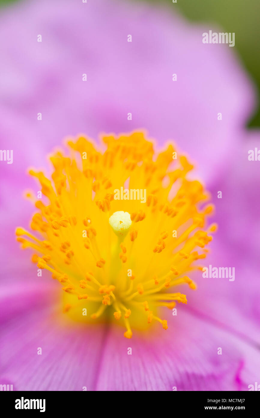 Pink rockrose hi-res stock photography and images - Alamy