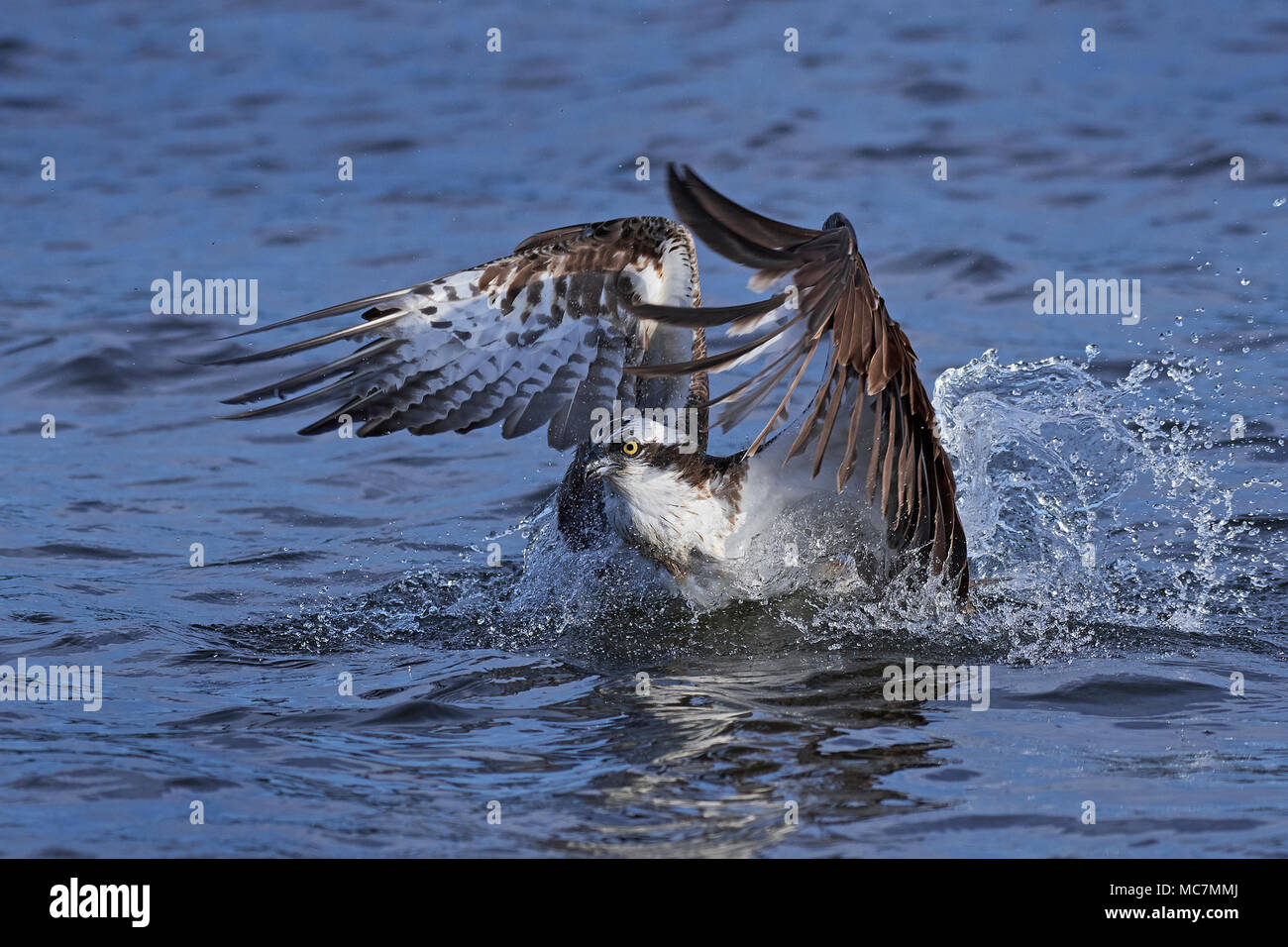 Osprey diving hi-res stock photography and images - Alamy