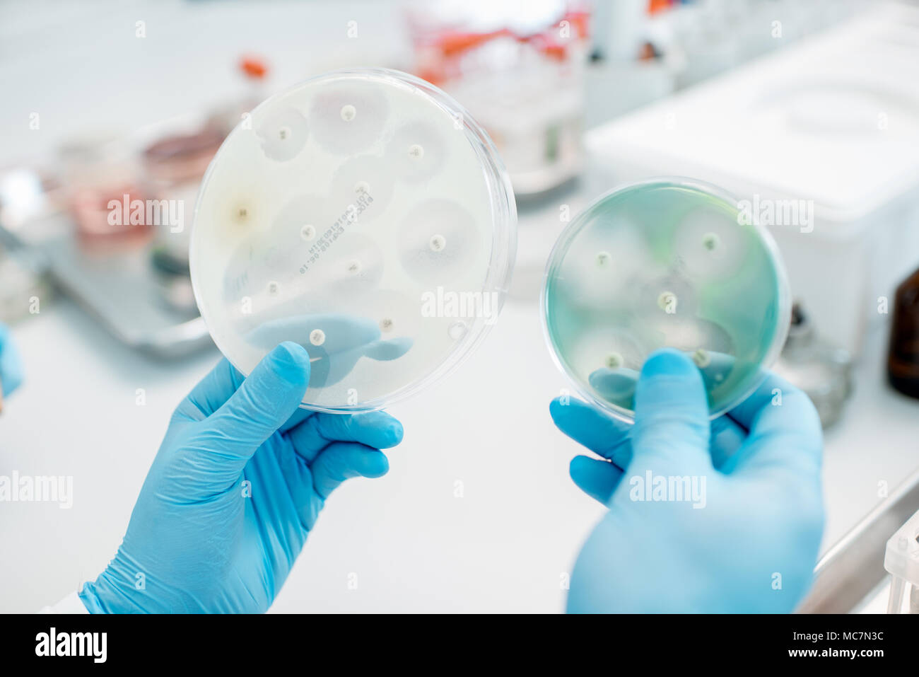 Looking on the effect of antibiotics on bacteria in Petri dishes at the ...