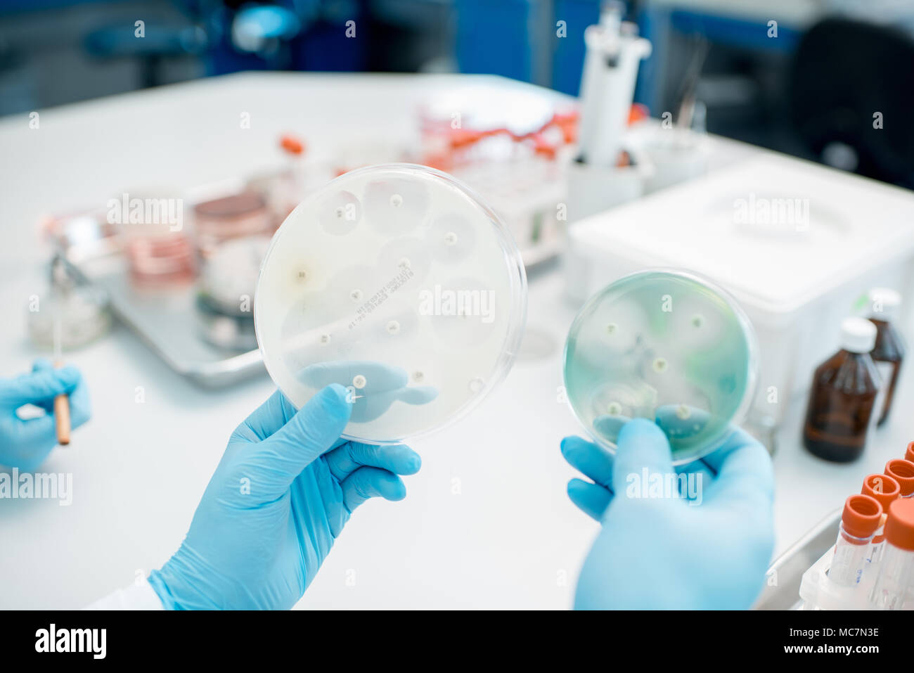 Looking on the effect of antibiotics on bacteria in Petri dishes at the ...