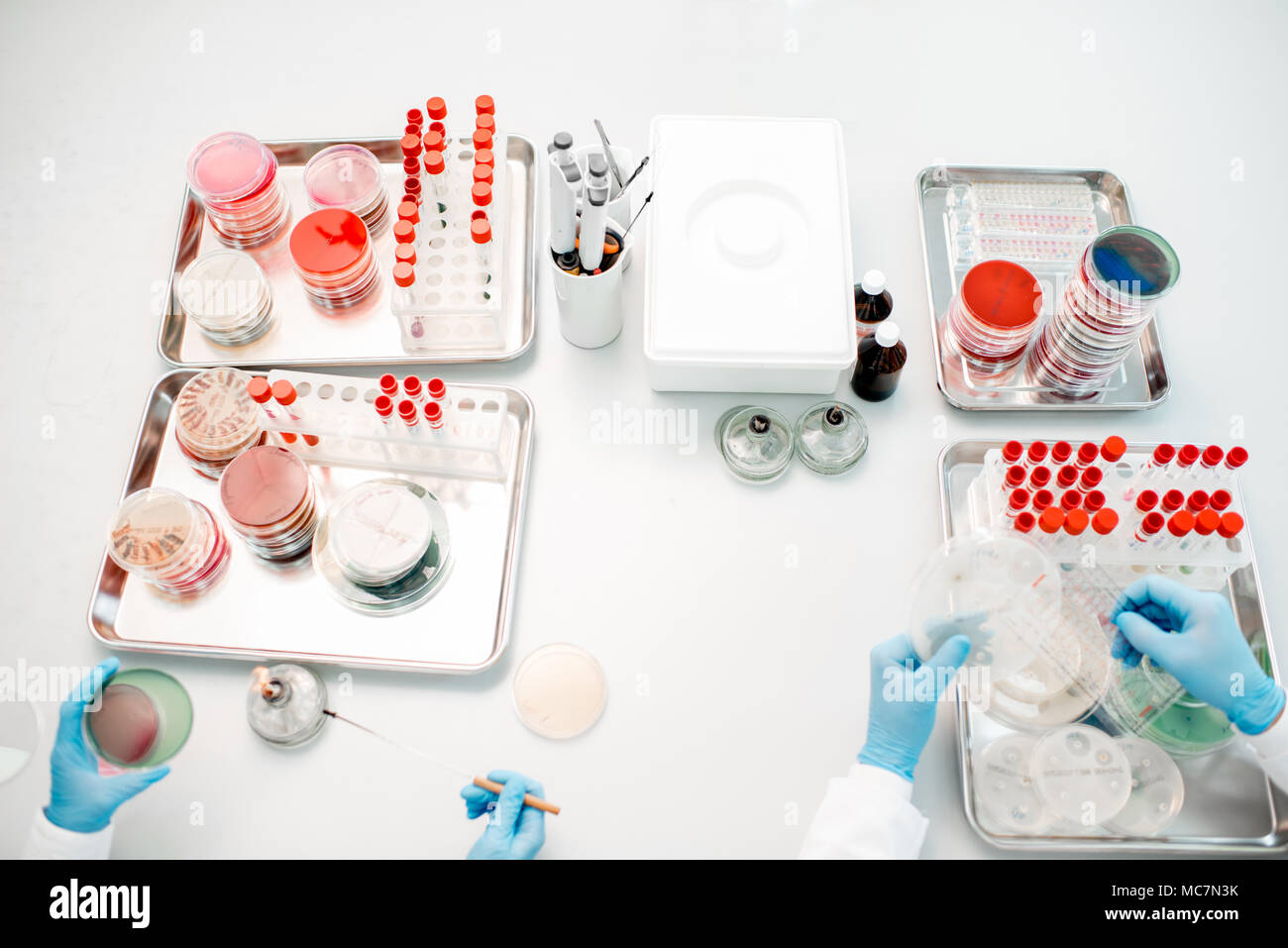 Working with bacteria and fungi in Petri dishes with instuments and ...