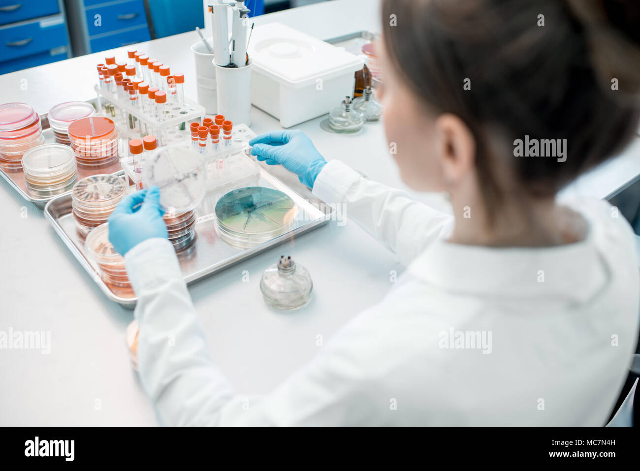 Woman making bacteriological seeding in Petri dishes heeting tool with ...