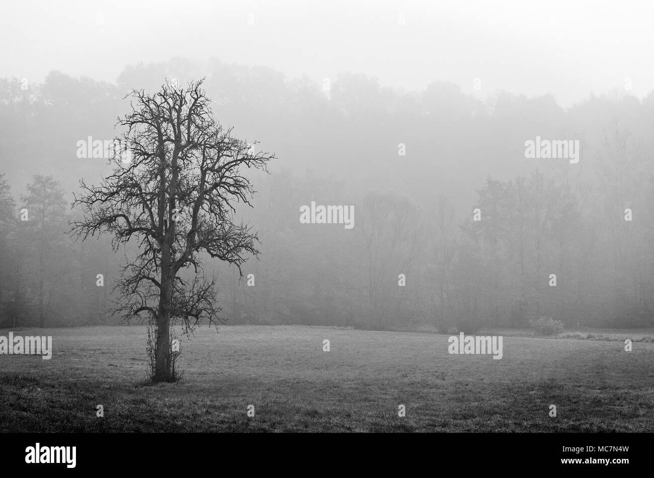 Sole Tree Stock Photos & Sole Tree Stock Images - Alamy
