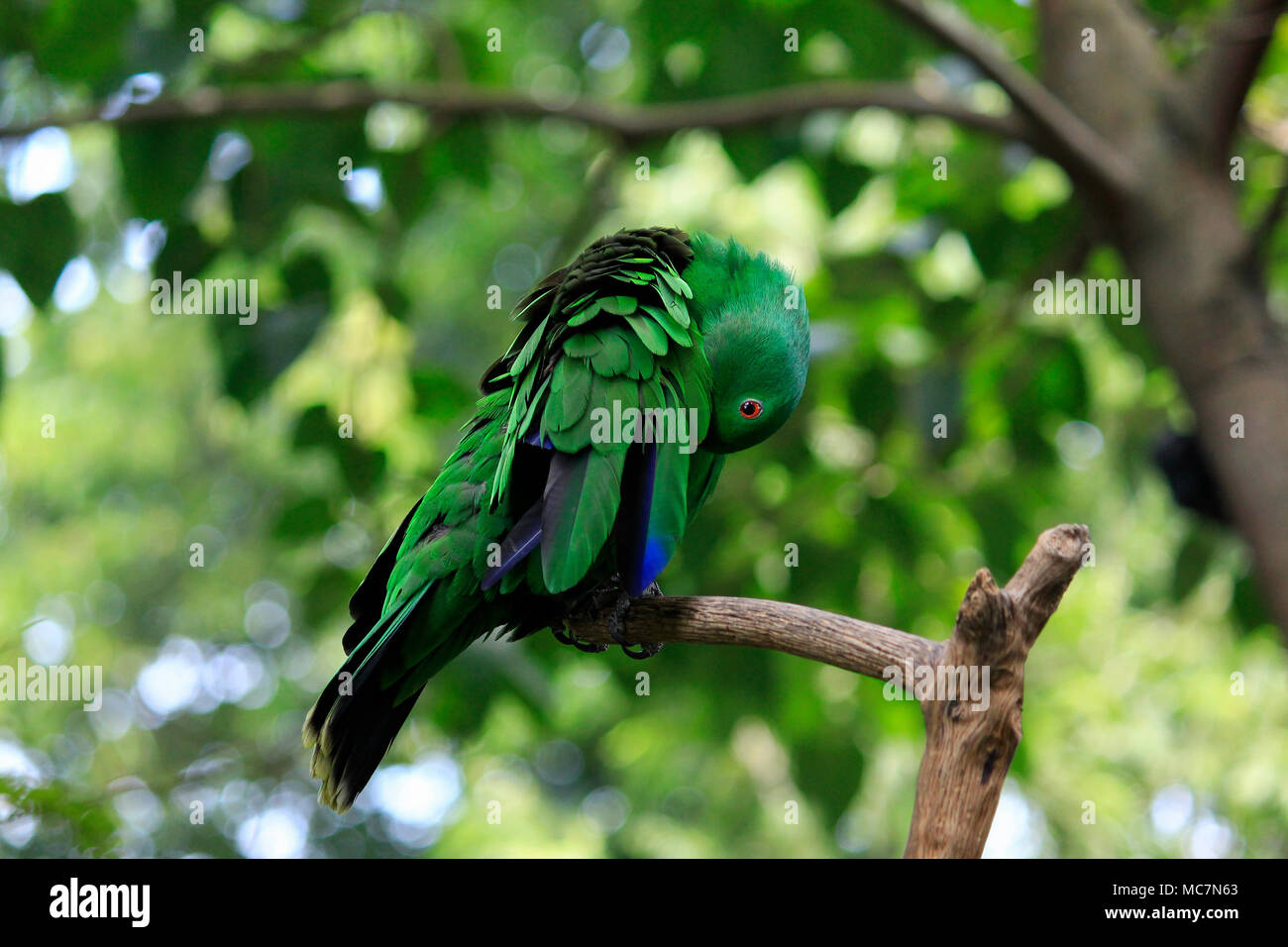 Nuri bayan hi-res stock photography and images - Alamy