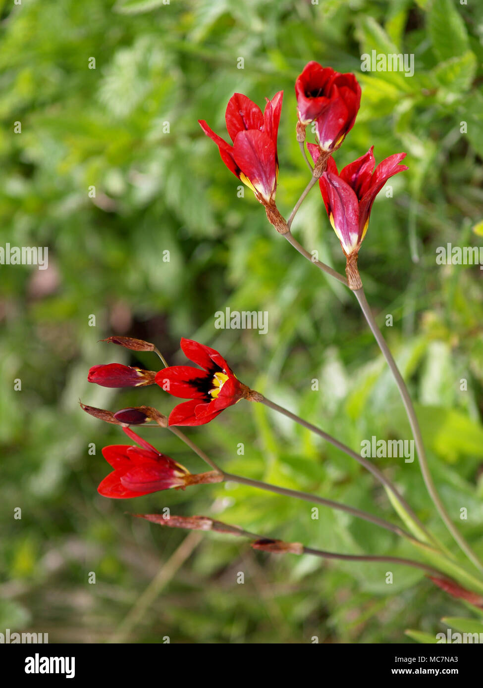 sparaxis tricolor at garden Stock Photo - Alamy