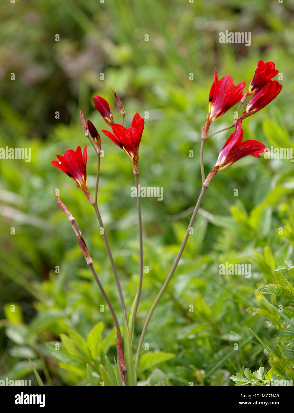 Sparaxis tricolor hi-res stock photography and images - Alamy